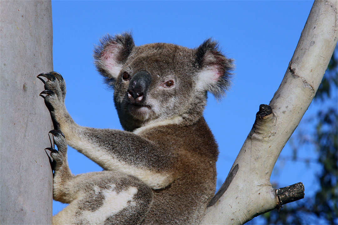 Koalas | Scenic Rim Regional Council