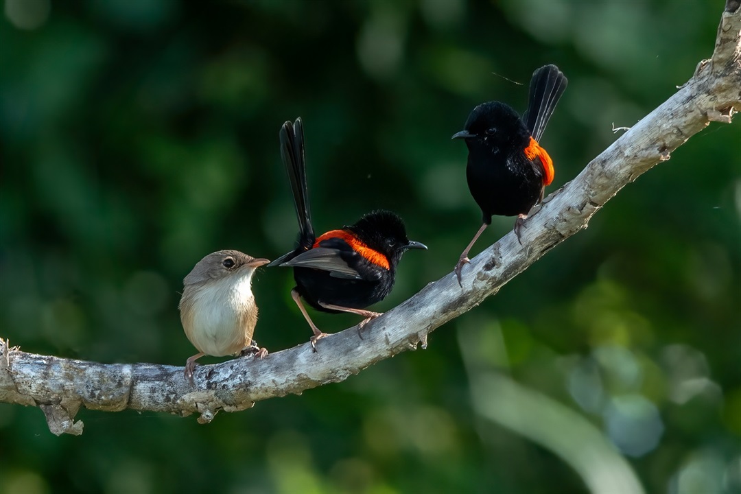 Bird Routes in the Scenic Rim | Scenic Rim Regional Council